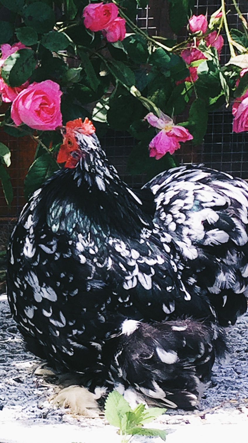 Establishing our Garden: Roses. | fairywrencottage.com