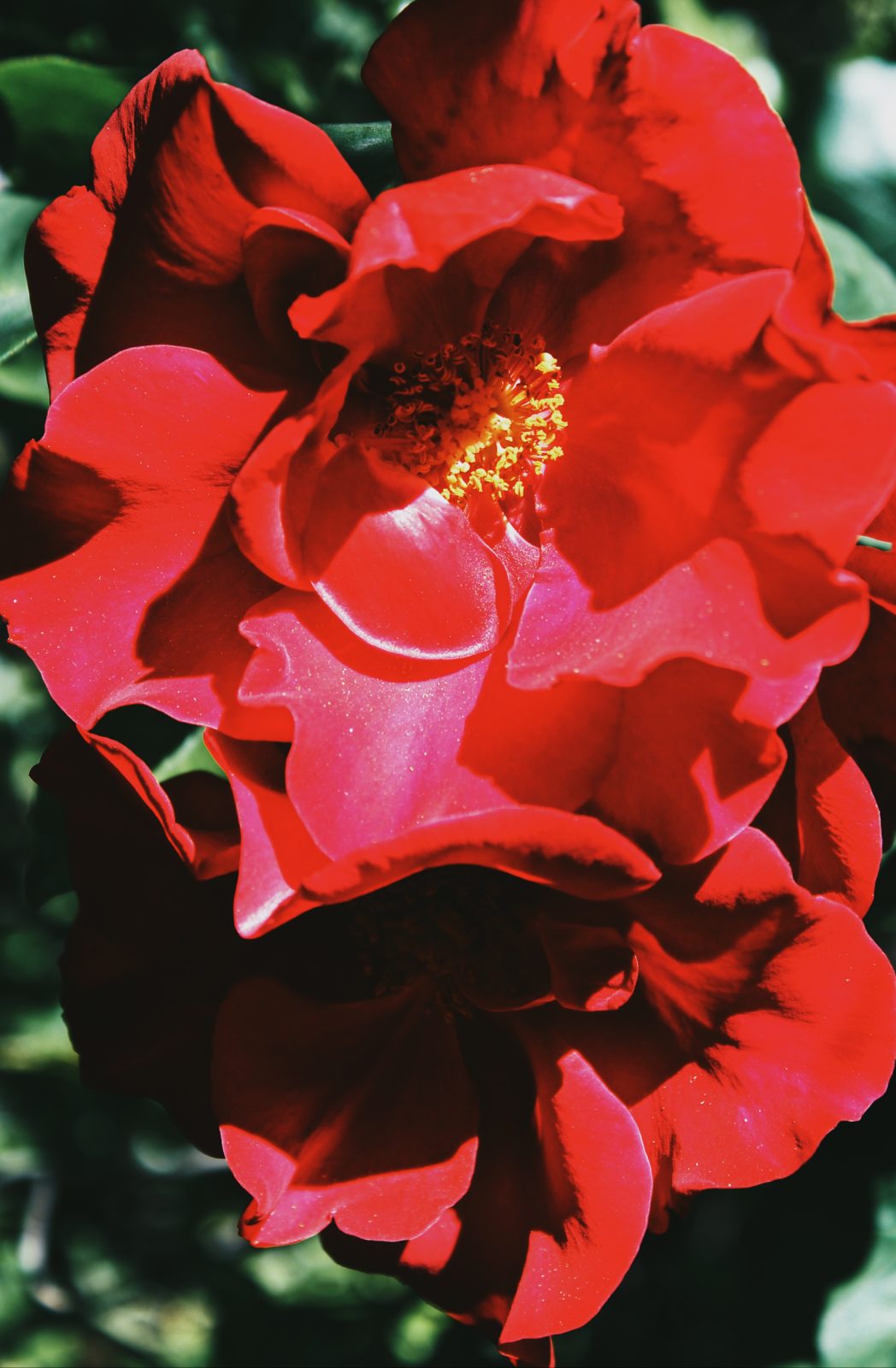 Establishing our Garden: Roses. | fairywrencottage.com