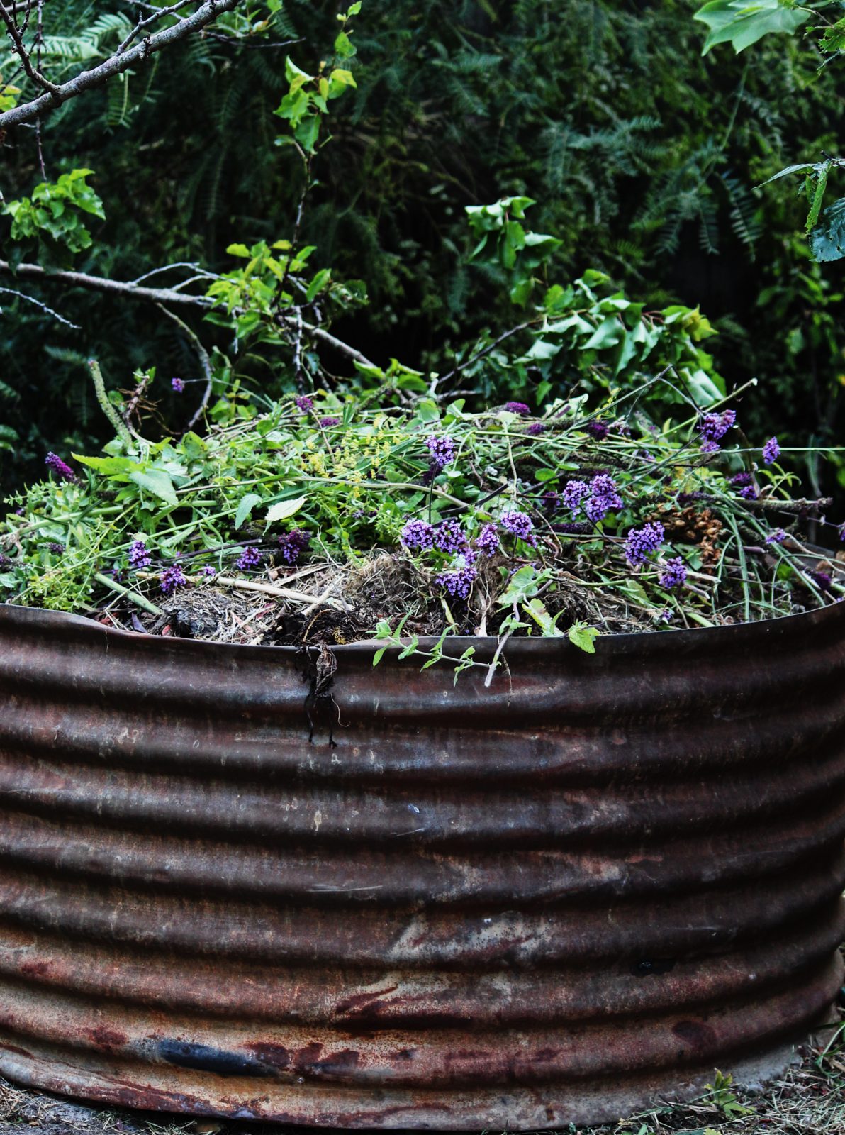 Establishing our Garden: Fruit Trees. | fairywrencottage.com