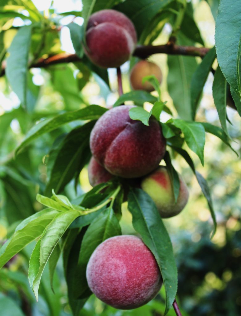 10 things to make gardening easier. | fairywrencottage.com