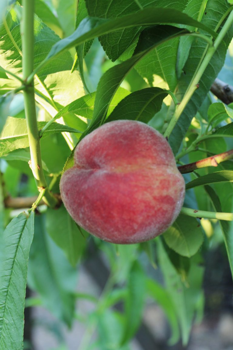 Establishing our Garden: Fruit Trees. | fairywrencottage.com