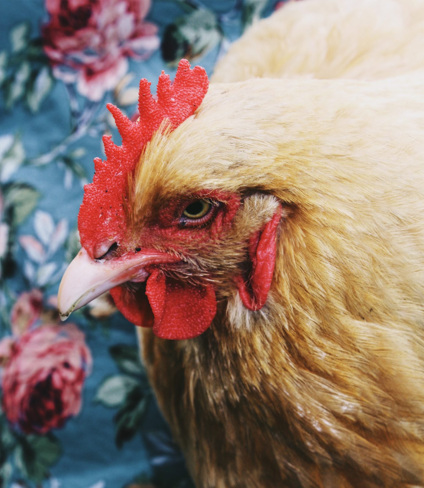 Hens who won’t go to bed… | fairywrencottage.com