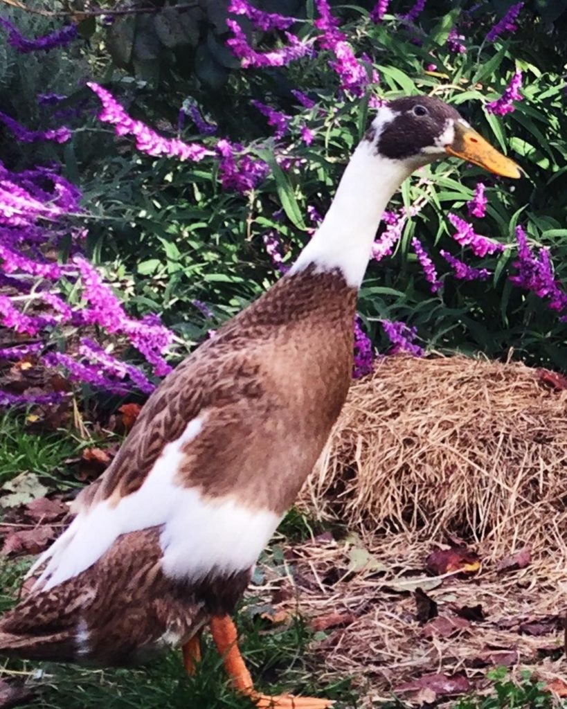 Benefits of knowing your flock | fairywrencottage.com