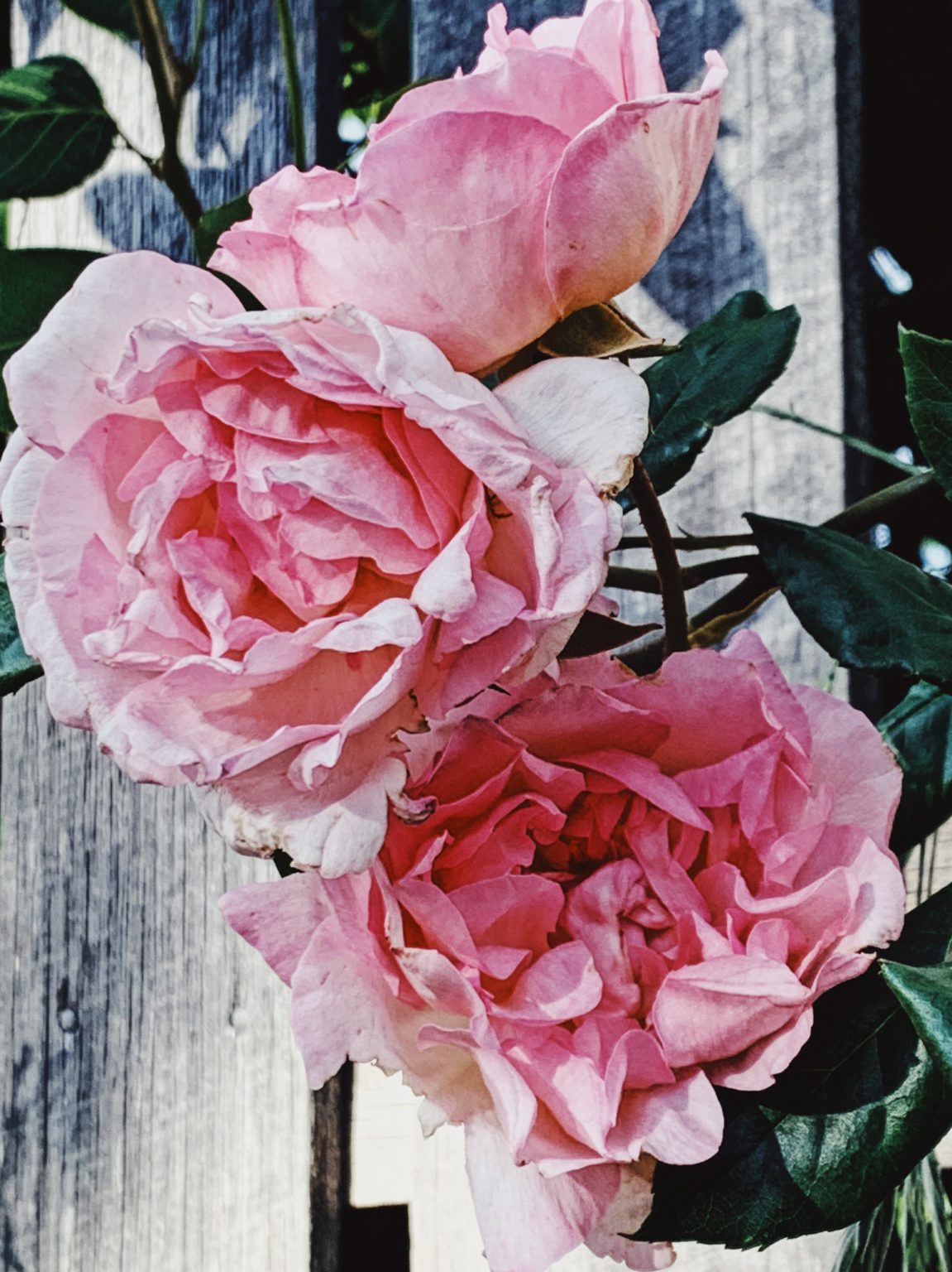 Garden Postcards: Roses | fairywrencottage.com