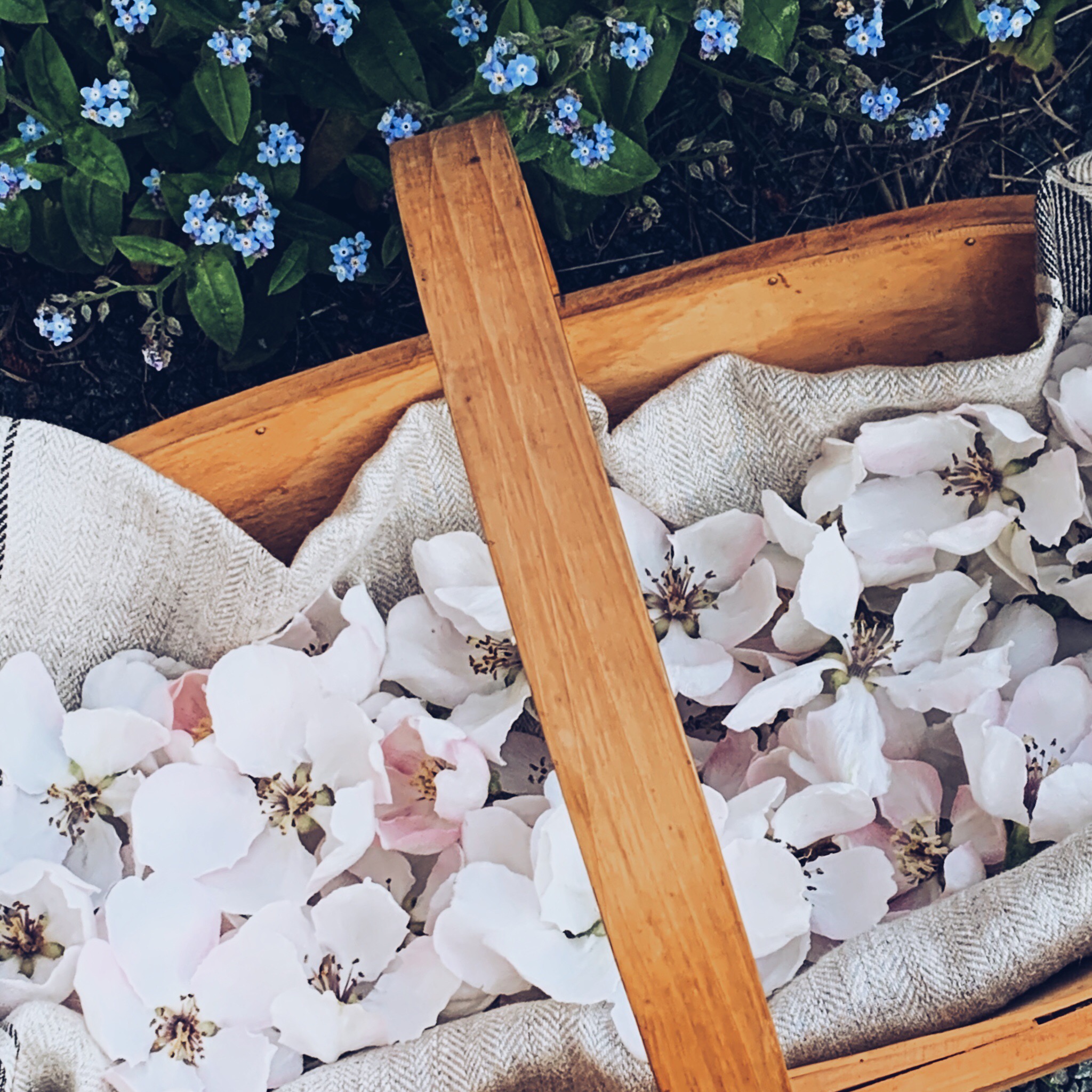 Garden Postcards: Forget Me Nots | fairywrencottage.com