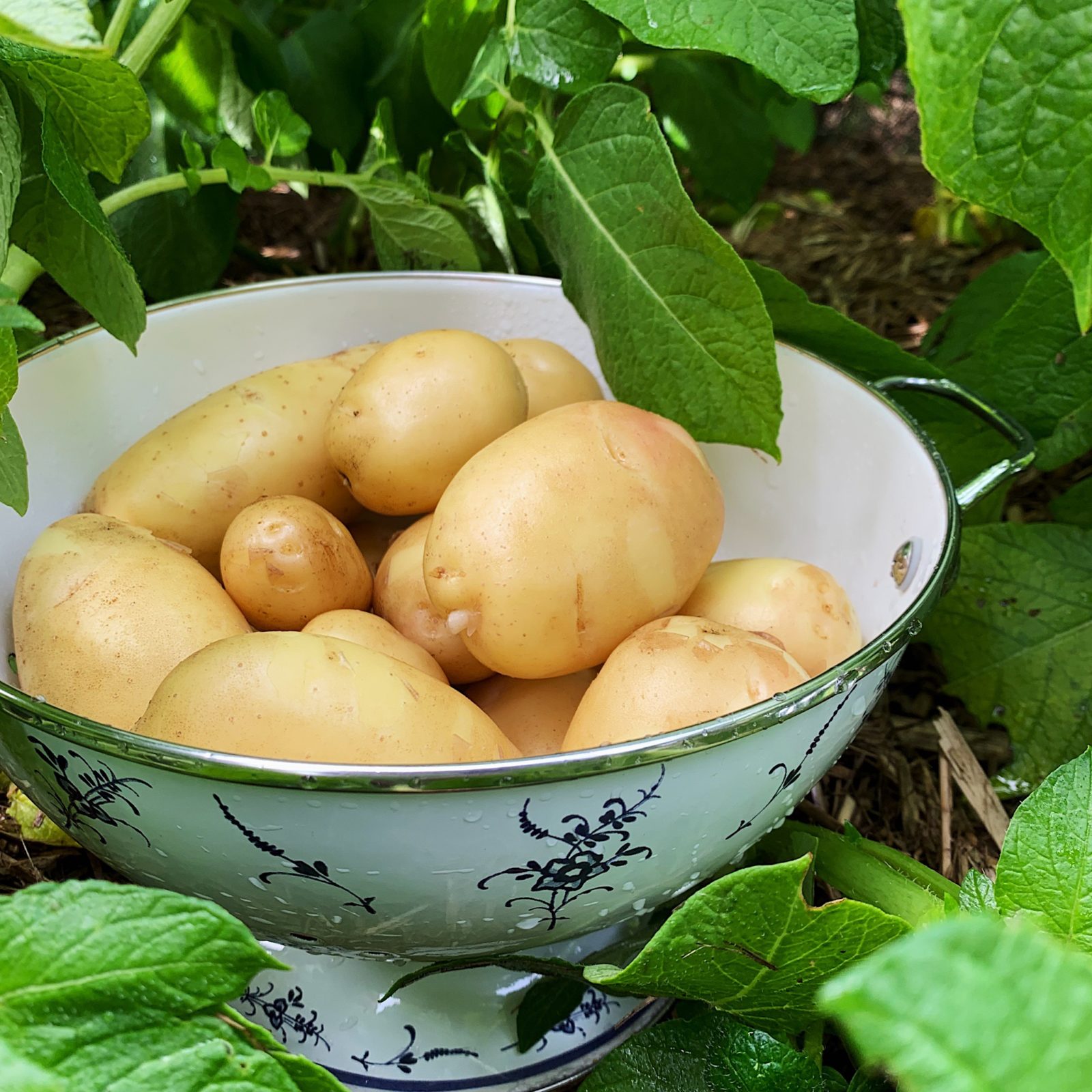 Bandicooting Potatoes | fairywrencottage.com