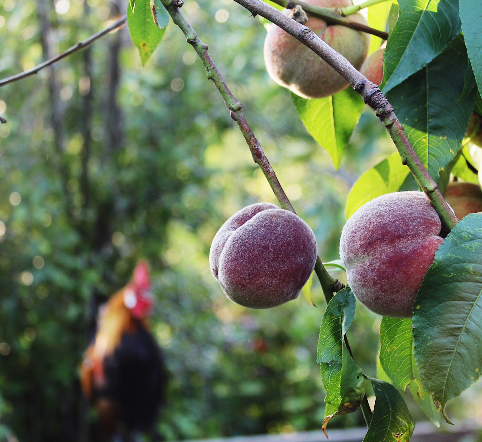 Growing Heritage Fruit Trees. Part I. | fairywrencottage.com