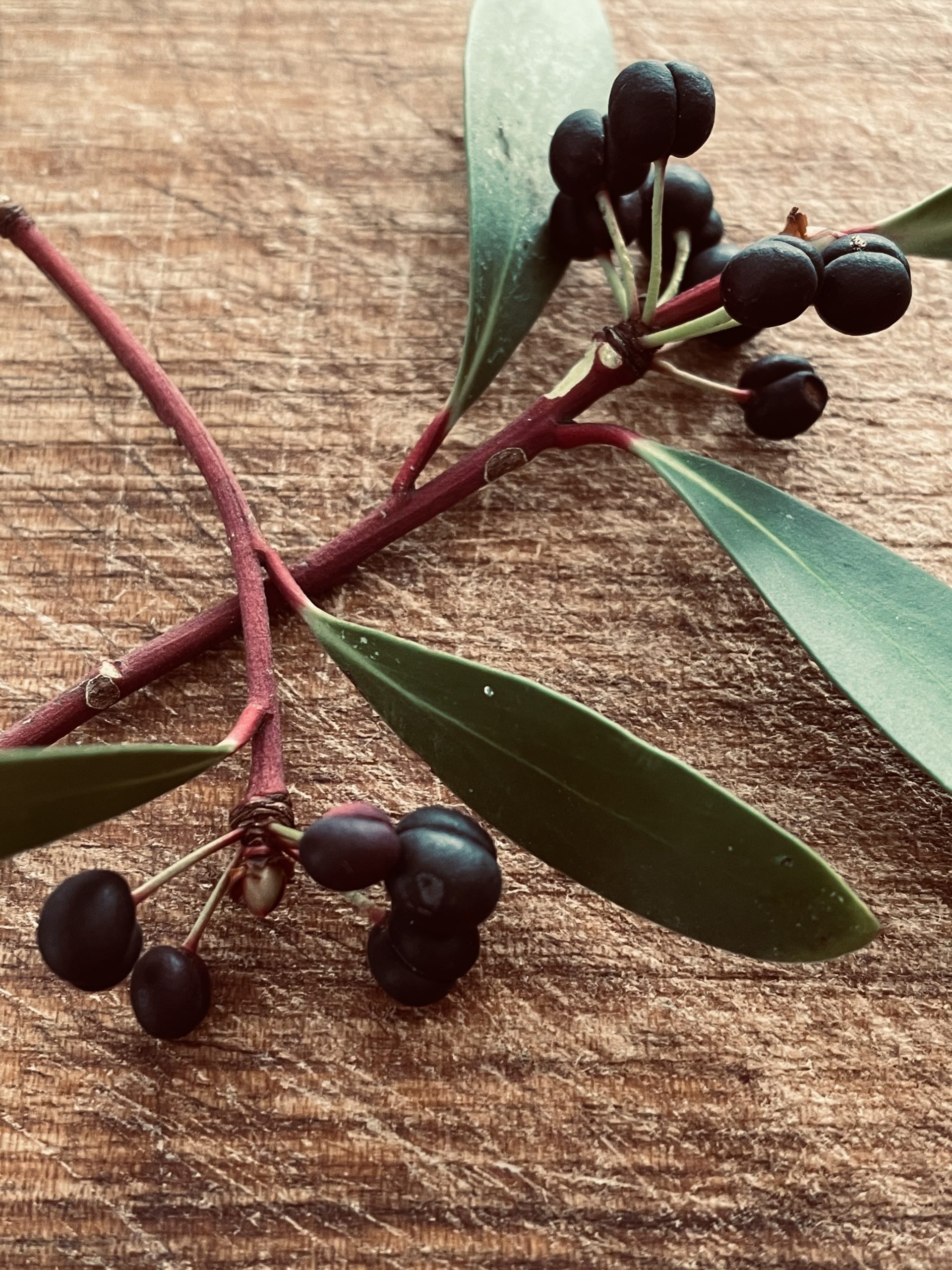 Mountain Pepper. | fairywrencottage.com