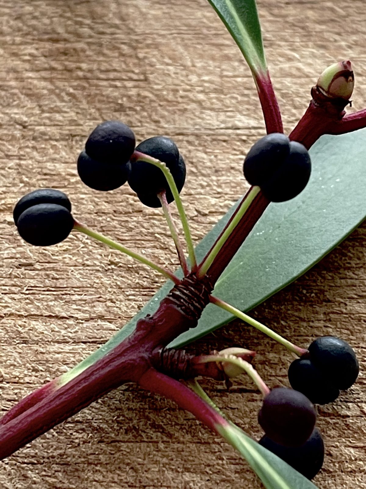 Mountain Pepper. | fairywrencottage.com