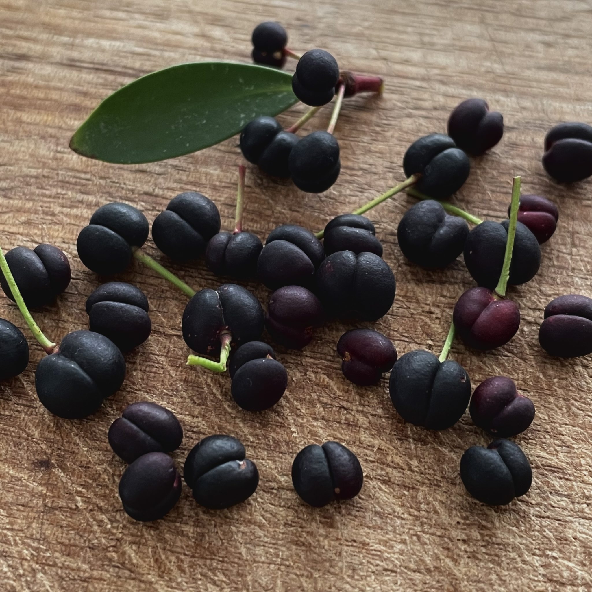 Mountain Pepper. | fairywrencottage.com