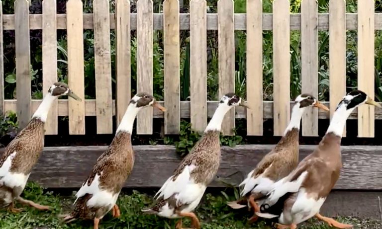 Ducks in the garden. | fairywrencottage.com