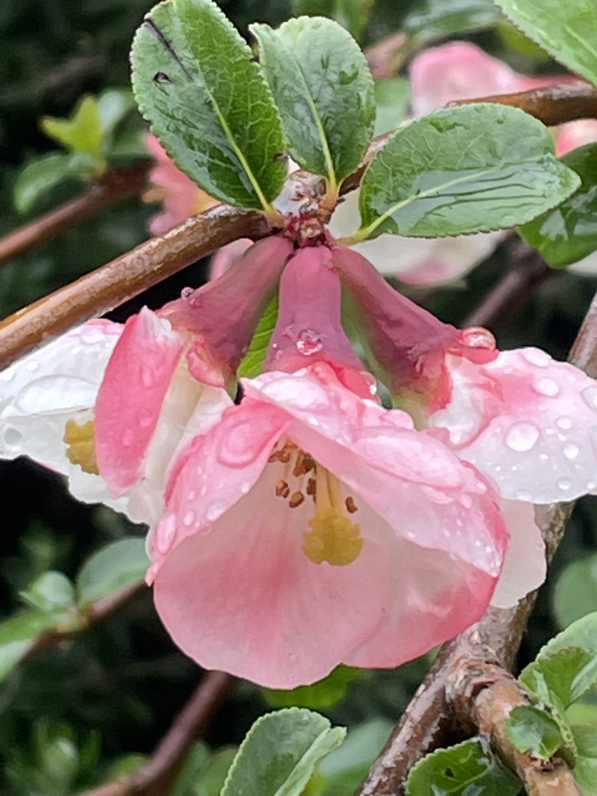 Blossom Identification | fairywrencottage.com