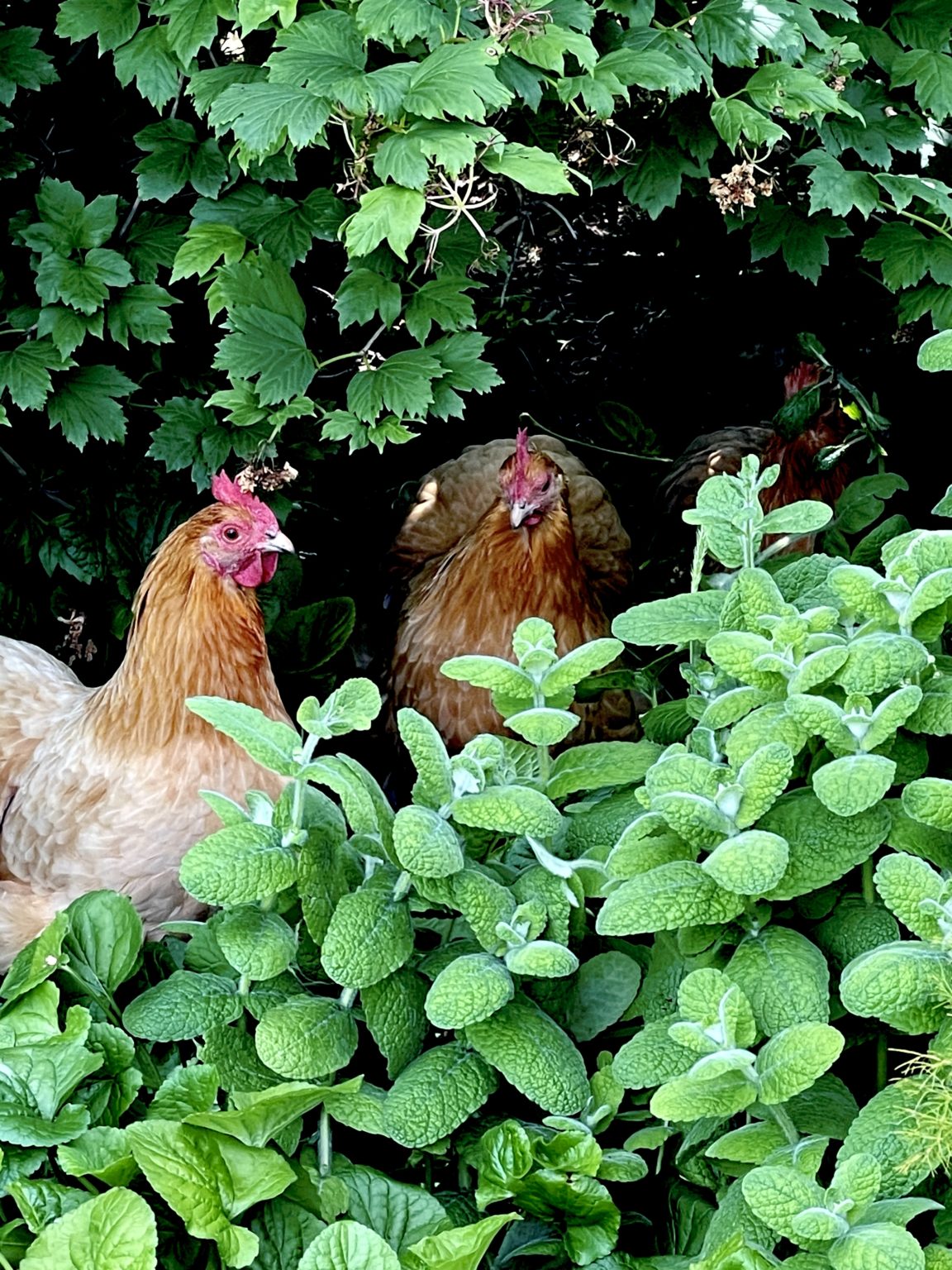 Grow What Grows Well. | fairywrencottage.com