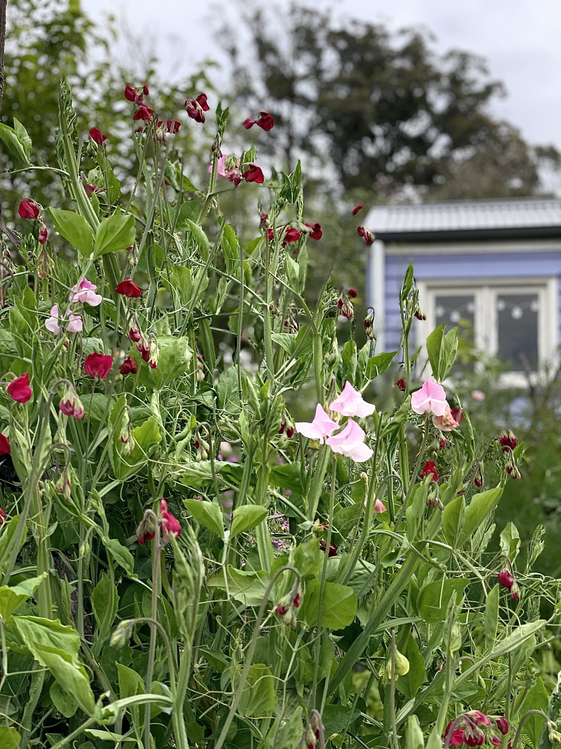 Grow What Grows Well. | fairywrencottage.com