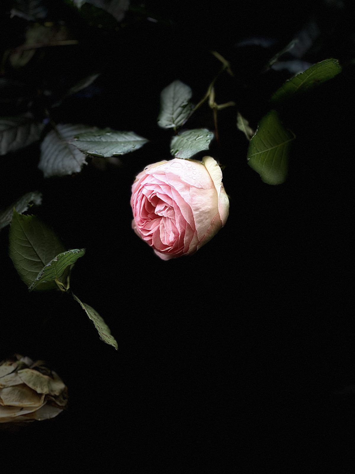 The other Pierre de Ronsard Rose. | fairywrencottage.com