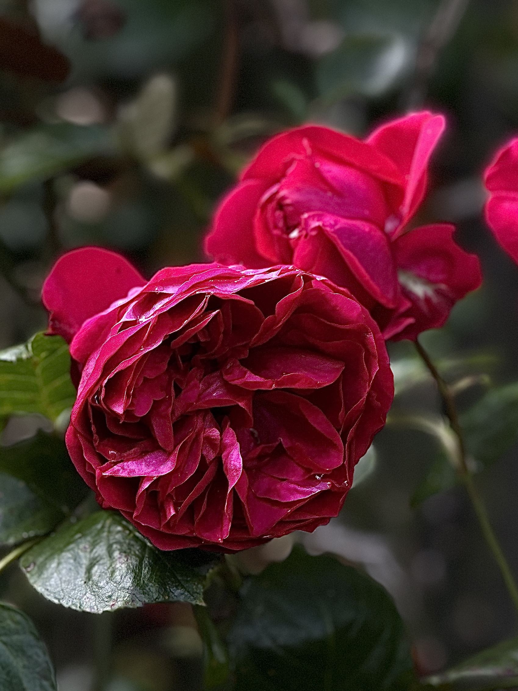 The other Pierre de Ronsard Rose. | fairywrencottage.com