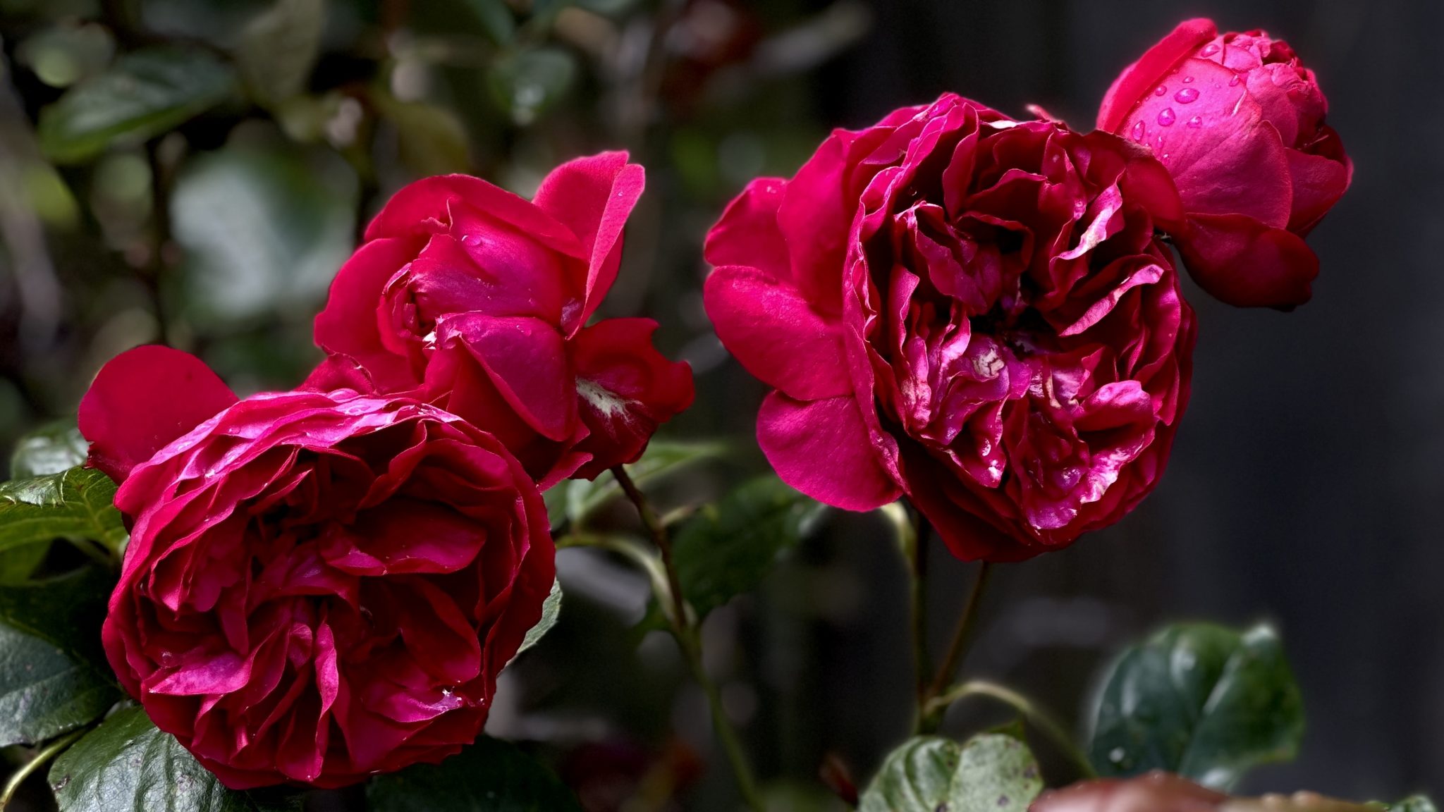 The other Pierre de Ronsard Rose. | fairywrencottage.com