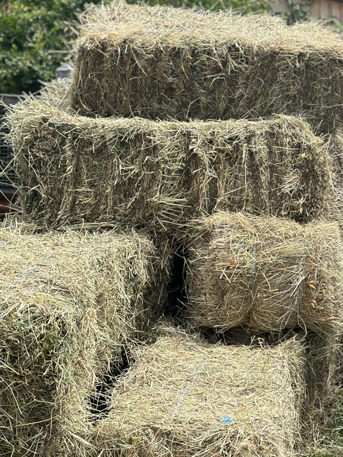 Blog | fairywrencottage.com